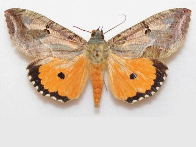 Eudocima - Alchetron, The Free Social Encyclopedia