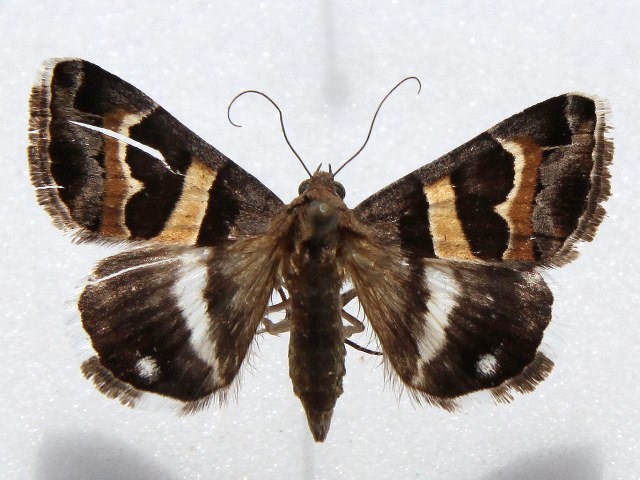 Grammodes stolida African Moths