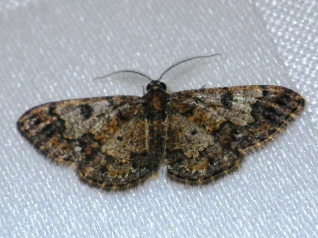 Zamarada metallicata African Moths