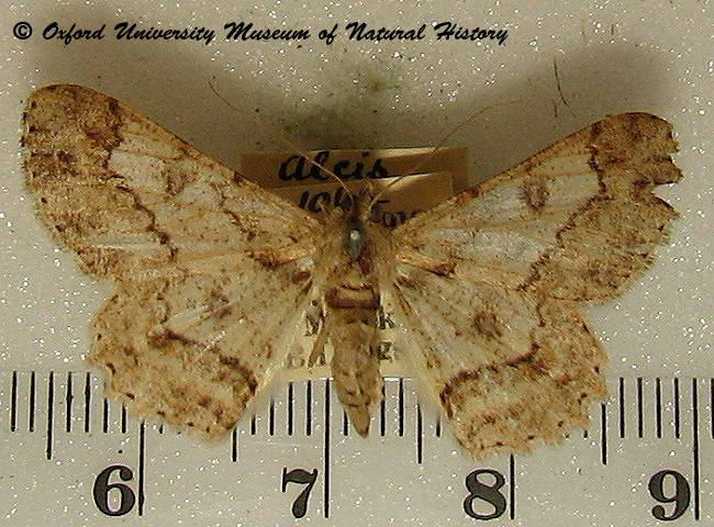 Cleora movie online in english in 1280 21:9 - heredload