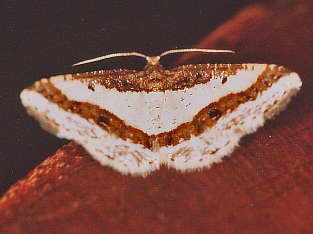 Ligdia pectinicornis African Moths