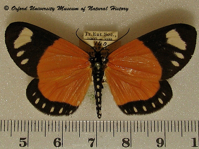 Cartaletis libyssa African Moths