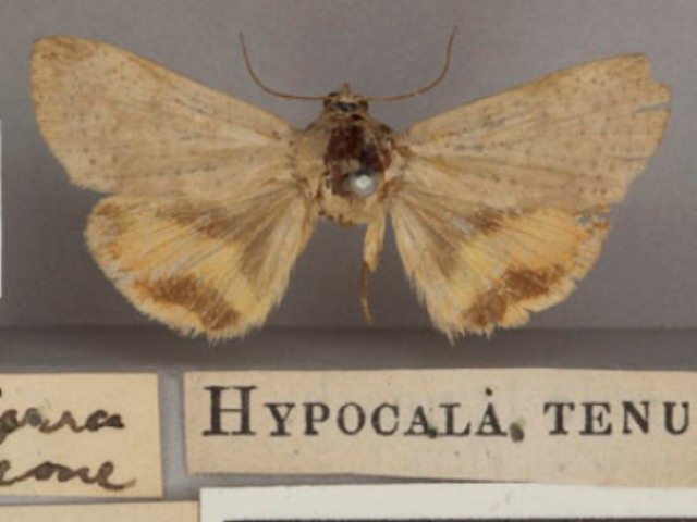 Hyblaea tenuis African Moths
