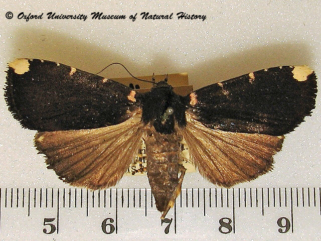 Callyna decora African Moths