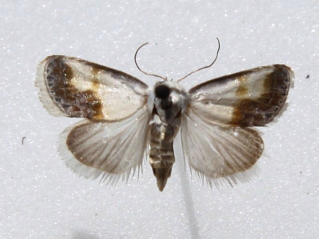 Negeta luminosa African Moths