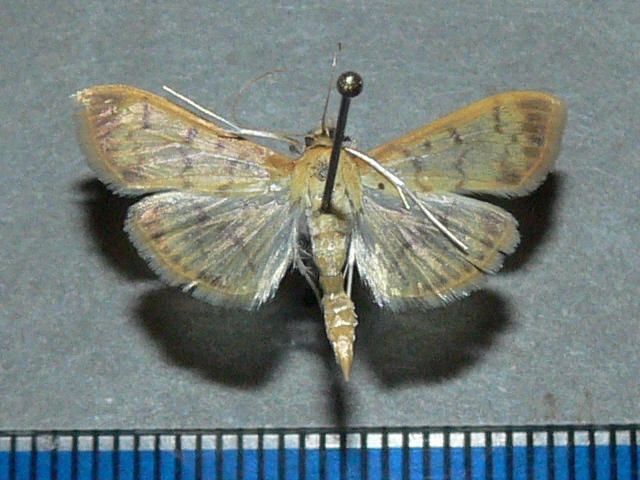 Botyodes diniasalis African Moths