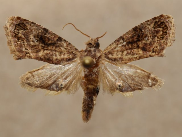 Thaumatotibia leucotreta African Moths
