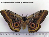 Gynanisa maja African Moths