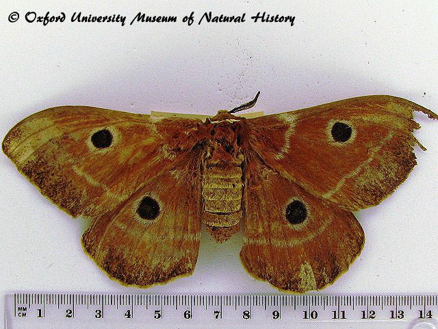 Melanocera menippe African Moths