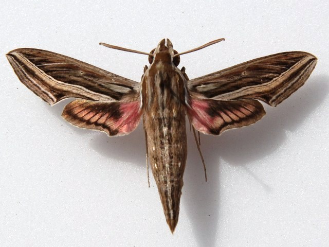 Hippotion - Alchetron, The Free Social Encyclopedia