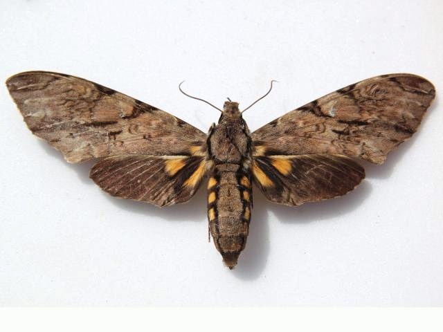 Xanthopan morganii African Moths